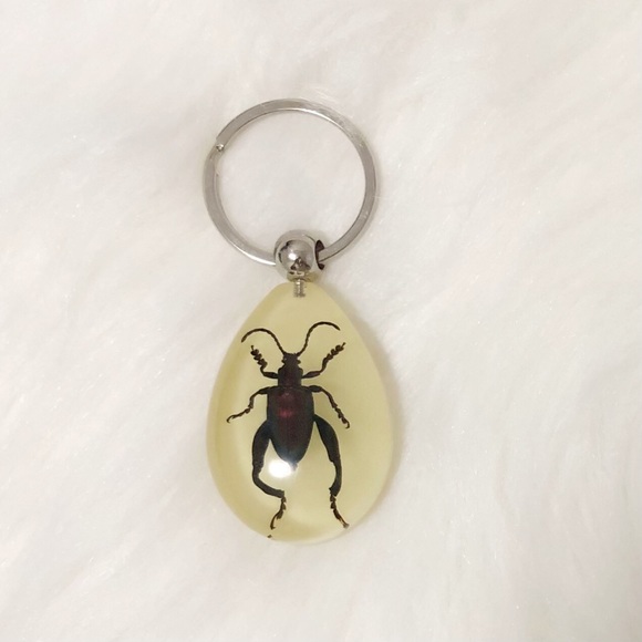 Storage & Organization | Real Bug Antler Horn Beetle Tear Drop Key ...